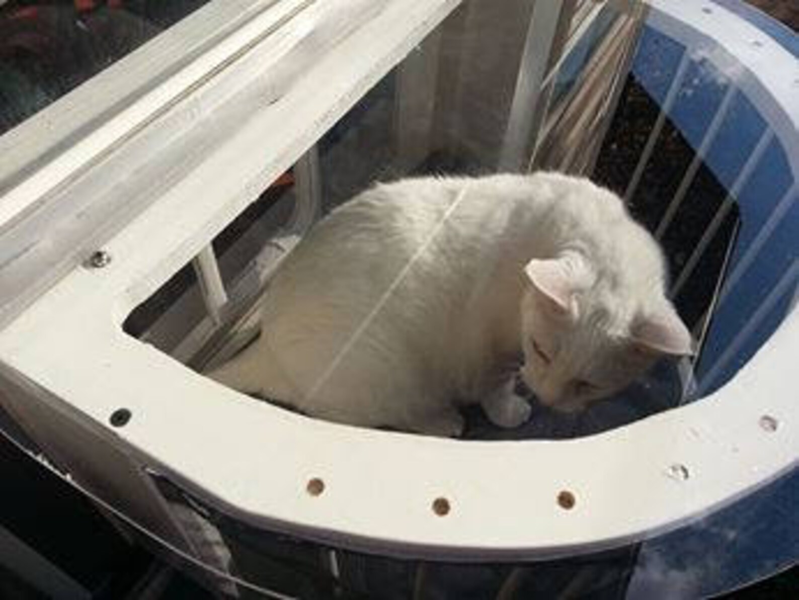 Cat Solarium Sunroom Package: the Ultimate Cat Window Box. This Catio ...