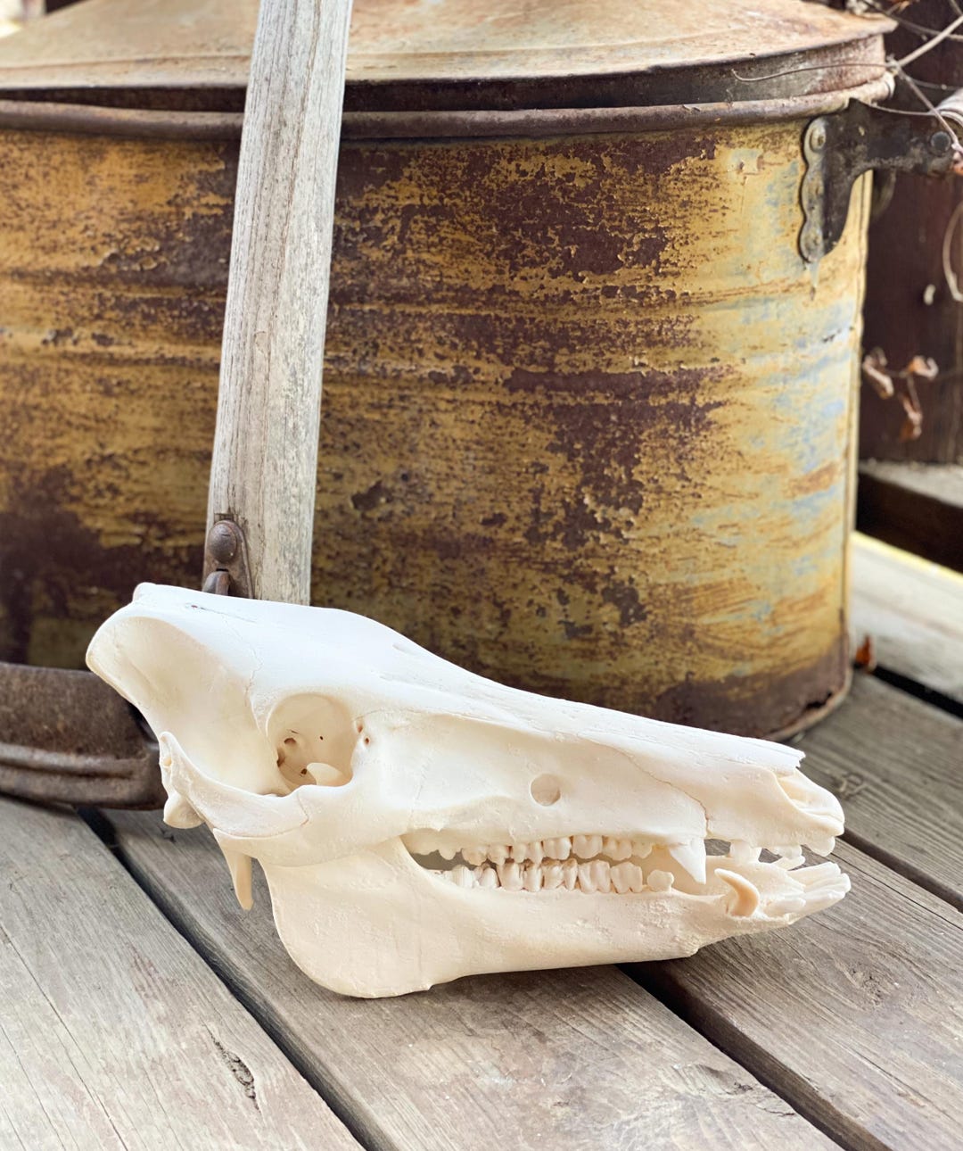 Wild Hog, Pig Skull - Etsy