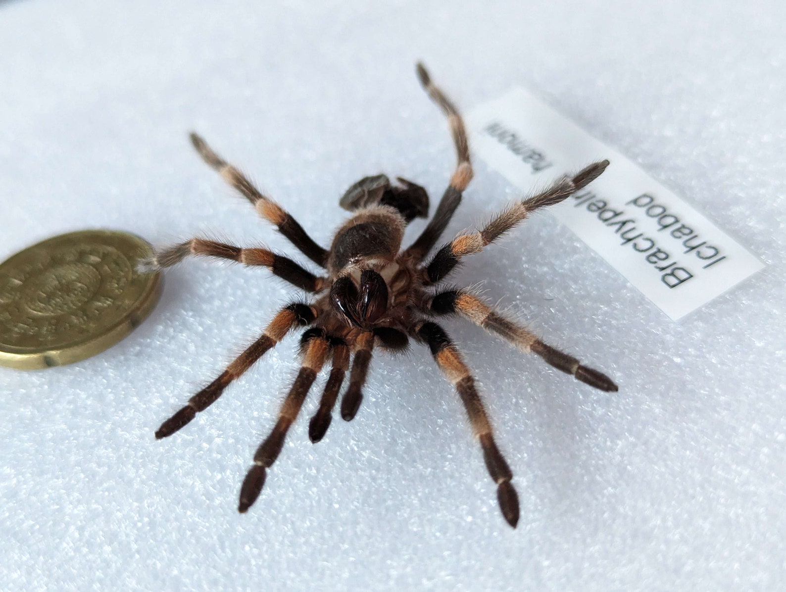 Tarantula Full Exoskeleton Brachypelma Hamorii juvenile - Etsy