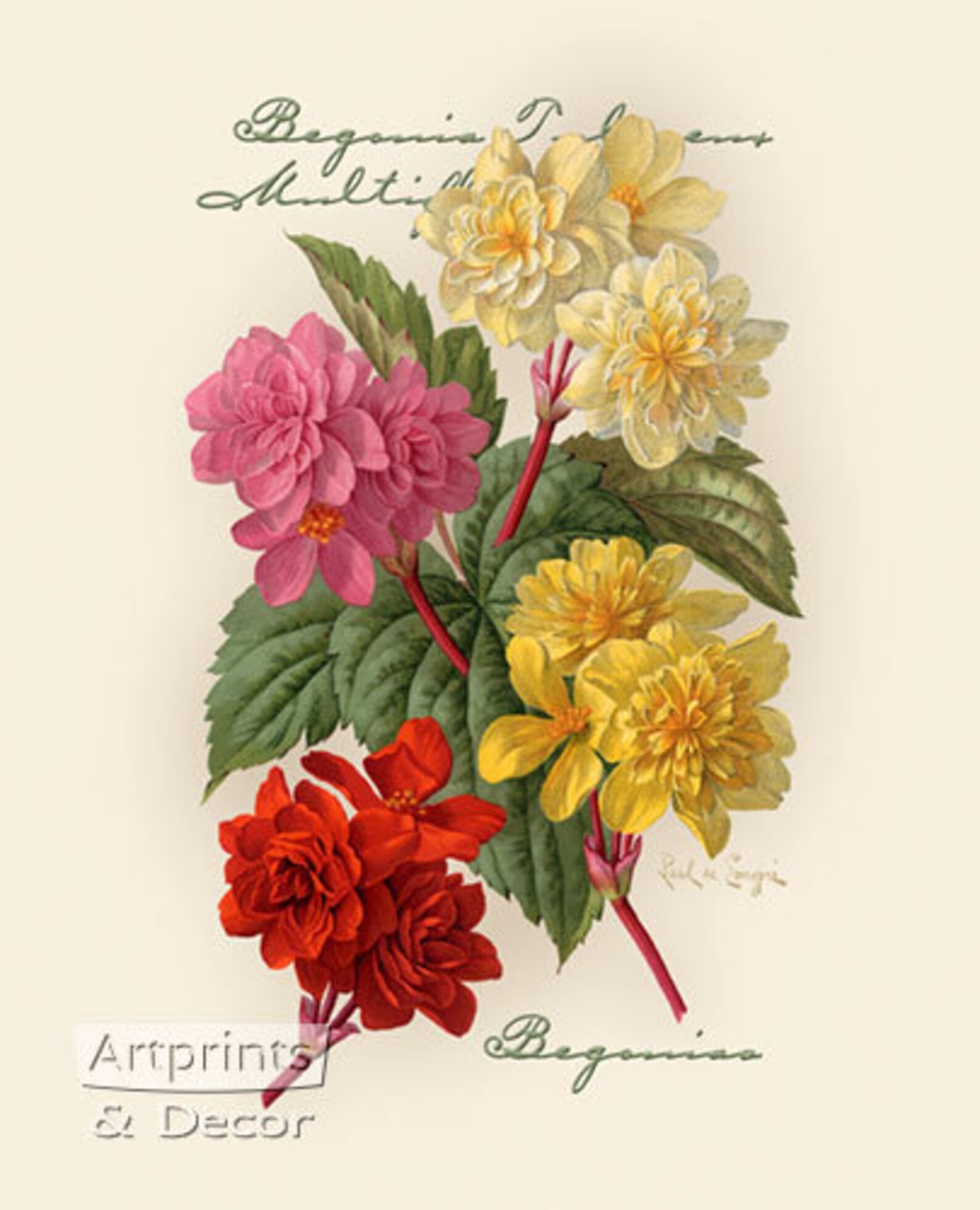 Begonias - Art Print - Etsy