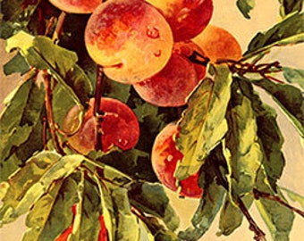Water Colour Peaches Print - Etsy UK