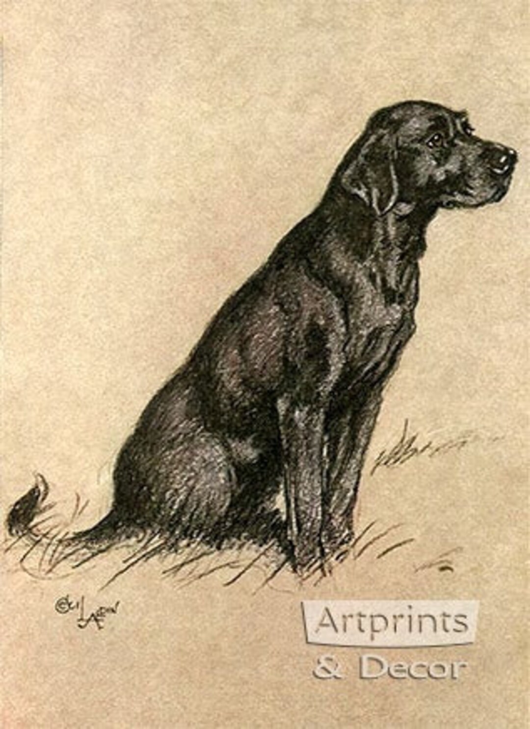 Black Labrador - Art Print - Etsy