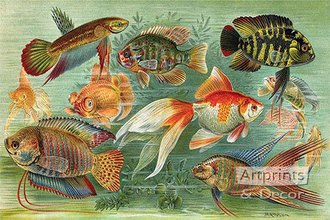 Fish Aquarium III - Art Print - Etsy