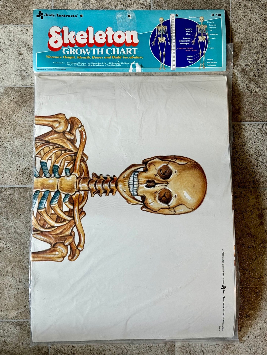 Vintage 1986 Judy/instructo Skeleton Growth Chart, Vintage Skeleton ...