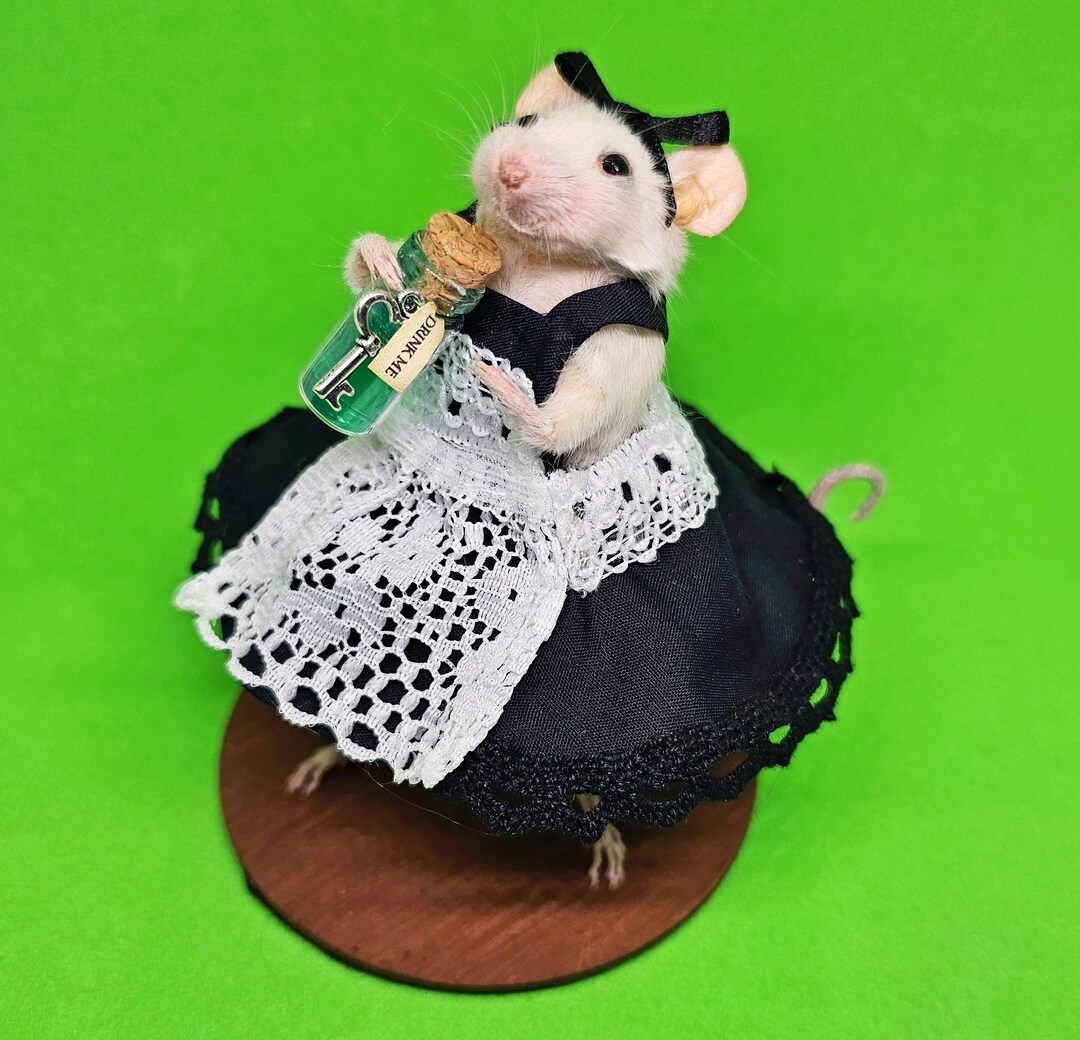 Gothic Lolita Alice in Wonderland Taxidermy Mouse ~ Curio Oddities ...