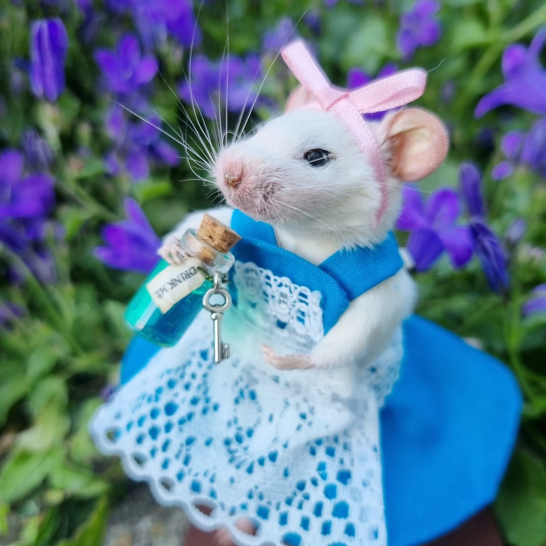 Taxidermy Mouse Alice In Wonderland Curio Oddities Curiosities Goth Gothic Cottagecore Etsy