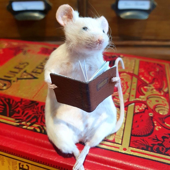 Mouse Reading A Book