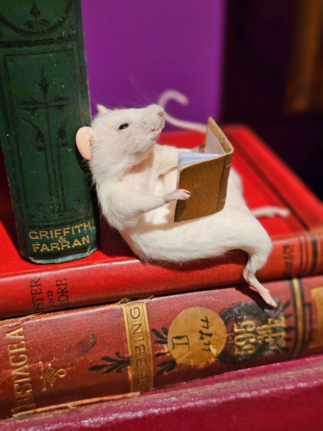 Reading Taxidermy Mouse ~ With Book, Bookworm, Reading, Study, Studying ...