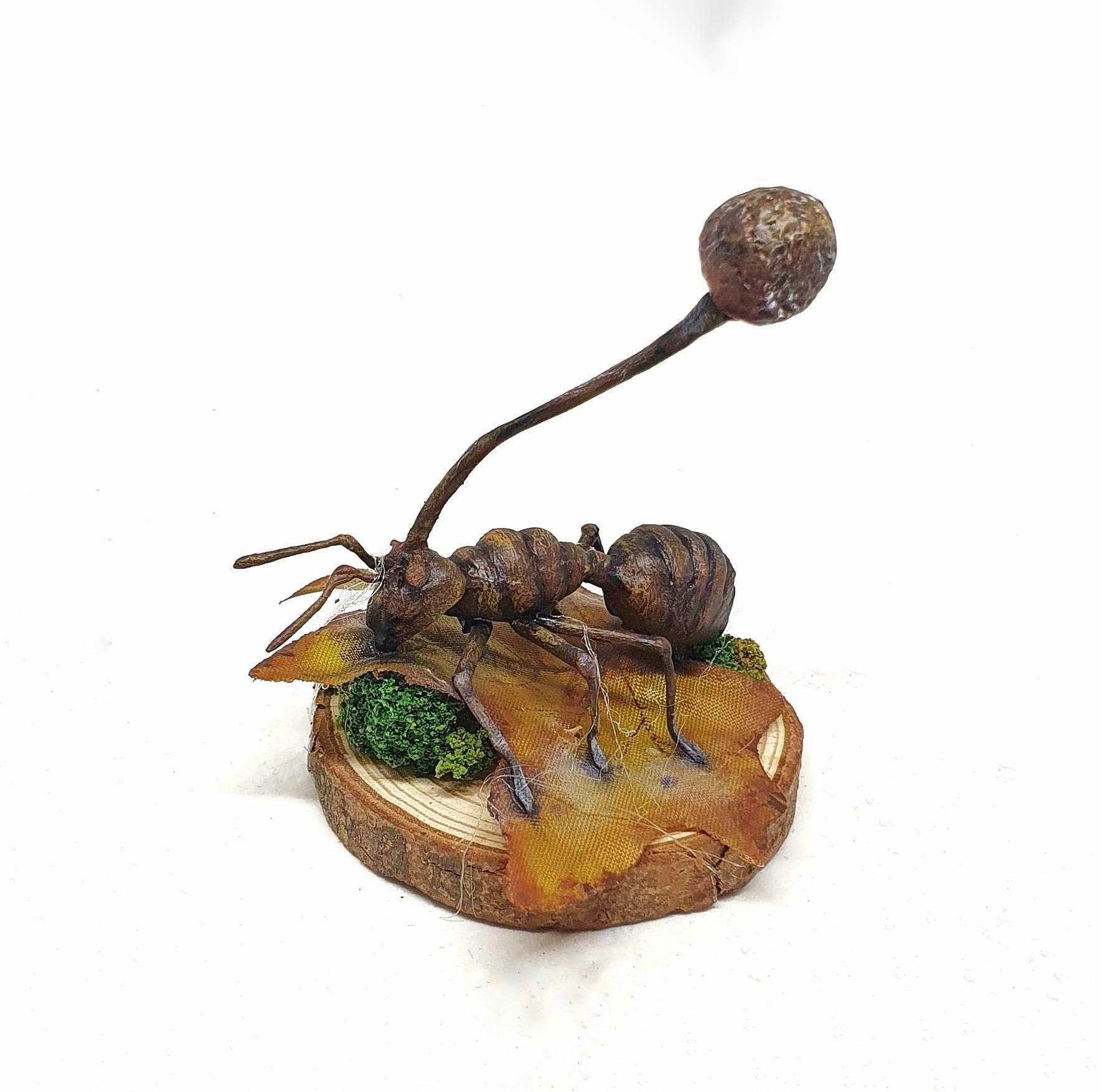 Fourmi Parasite Zombie