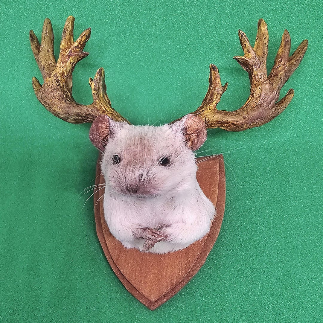 Mouse Head Mount Taxidermy With Antlers ~ Jackalope Style, Dollshouse ...
