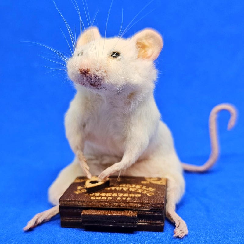Taxidermy Rat - Etsy