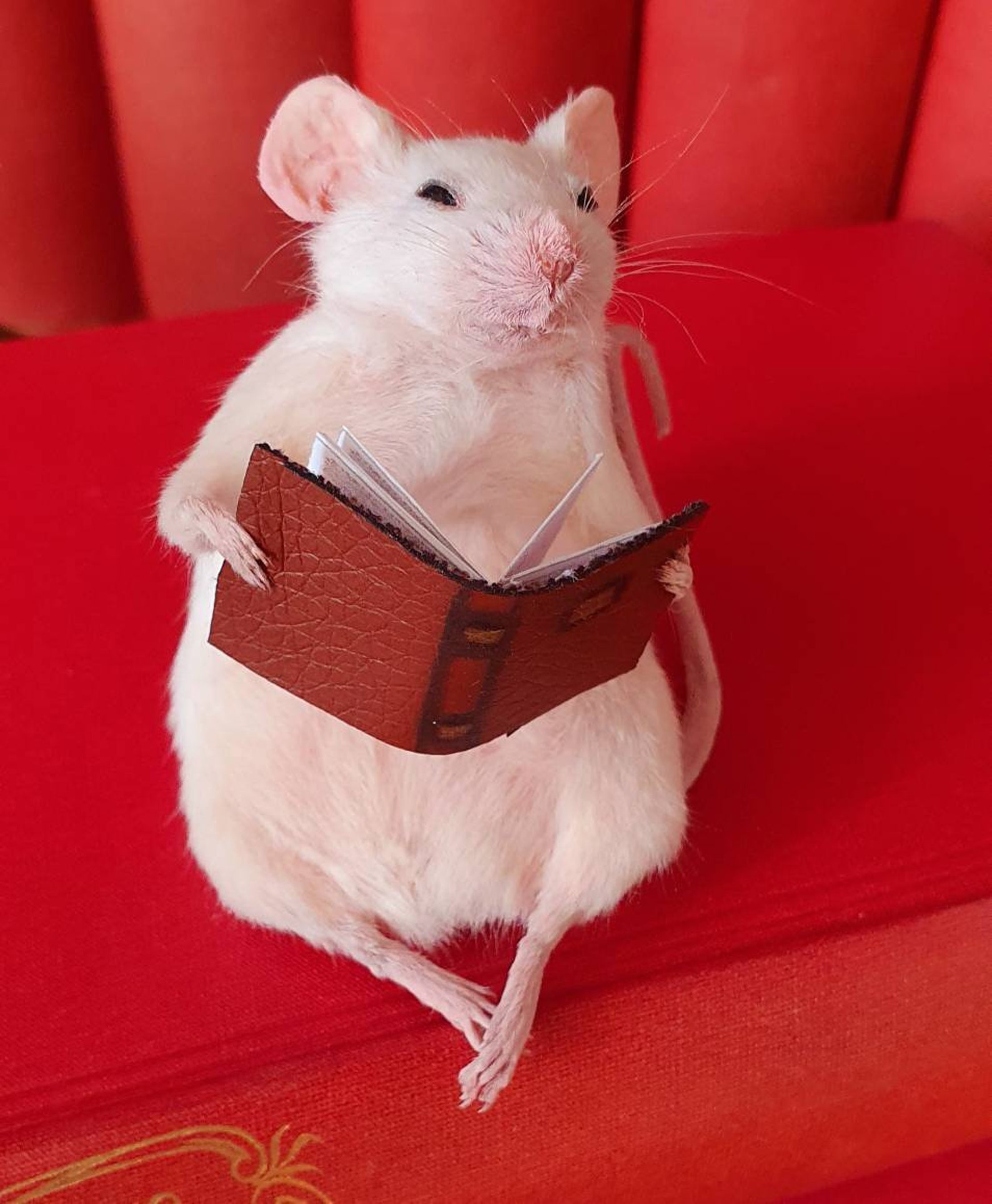 Bookworm Taxidermy Mouse ~ With Book, Reading, Study, Studying, Library ...