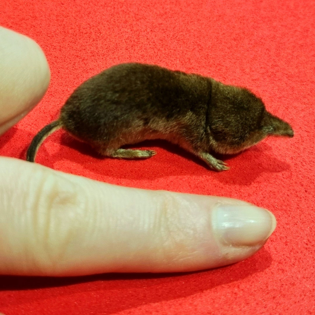 Taxidermy Pigmy Shrew Rare Oddities Curio Curiosities - Etsy UK