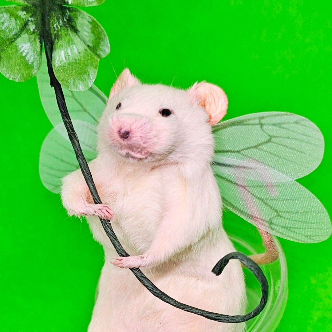 Lucky Four Leaf Clover Taxidermy Mouse ~ Cottagecore, Gift, Present ...