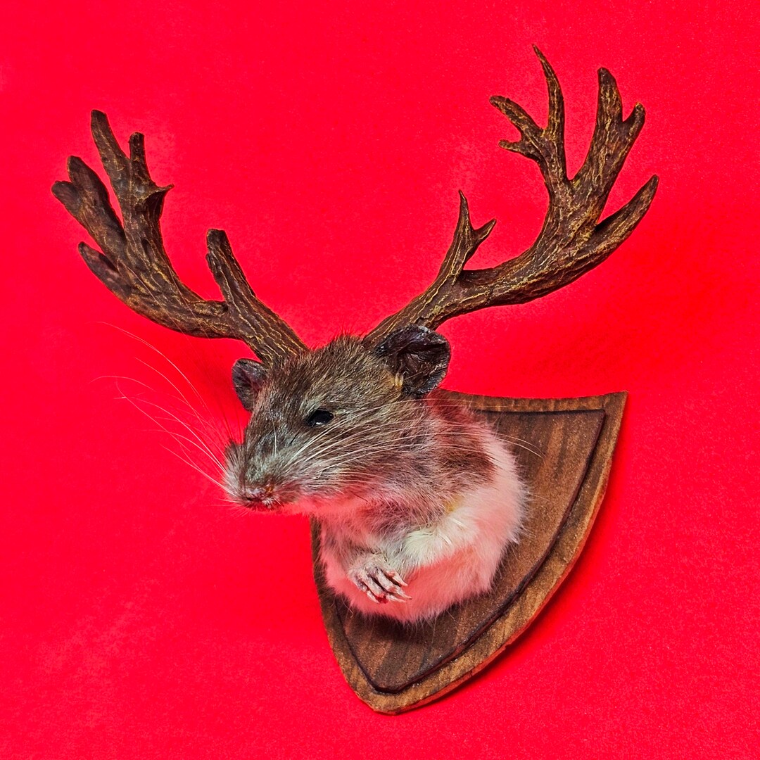 Mouse Head Mount Taxidermy With Antlers Jackalope Style, Dollshouse ...