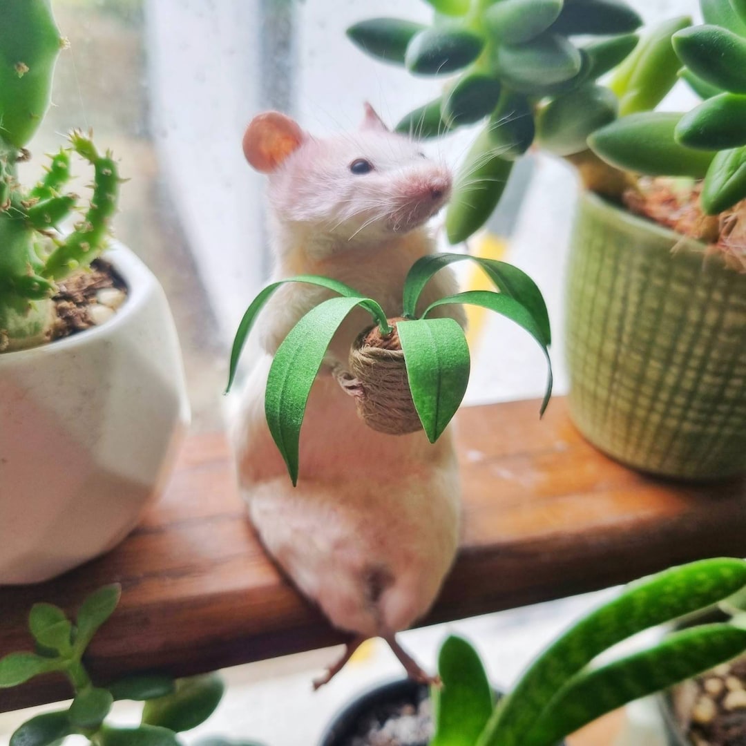 Taxidermy Mouse With Plant, House Plant Decoration - Etsy