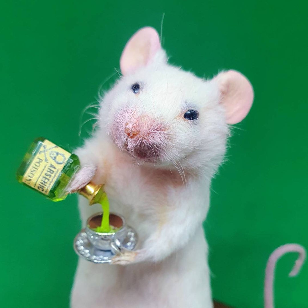Taxidermy Mouse ~ Arsenic, Teacup, Curio, Curiosities, Oddities, Goth ...