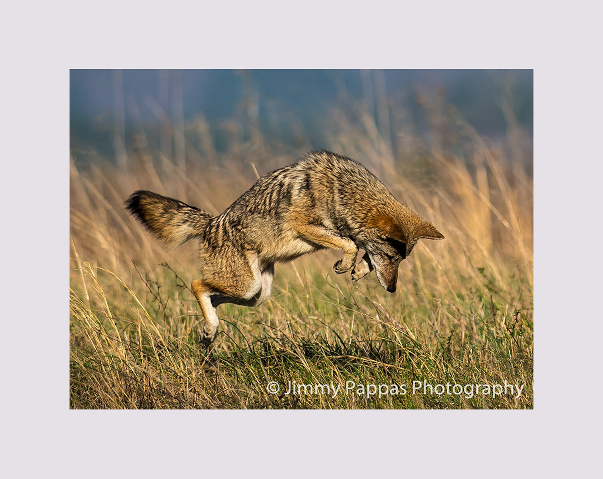 Coyote, Cades Cove, Animal, Smokey Mountains, Fine Art Print, Jimmy ...