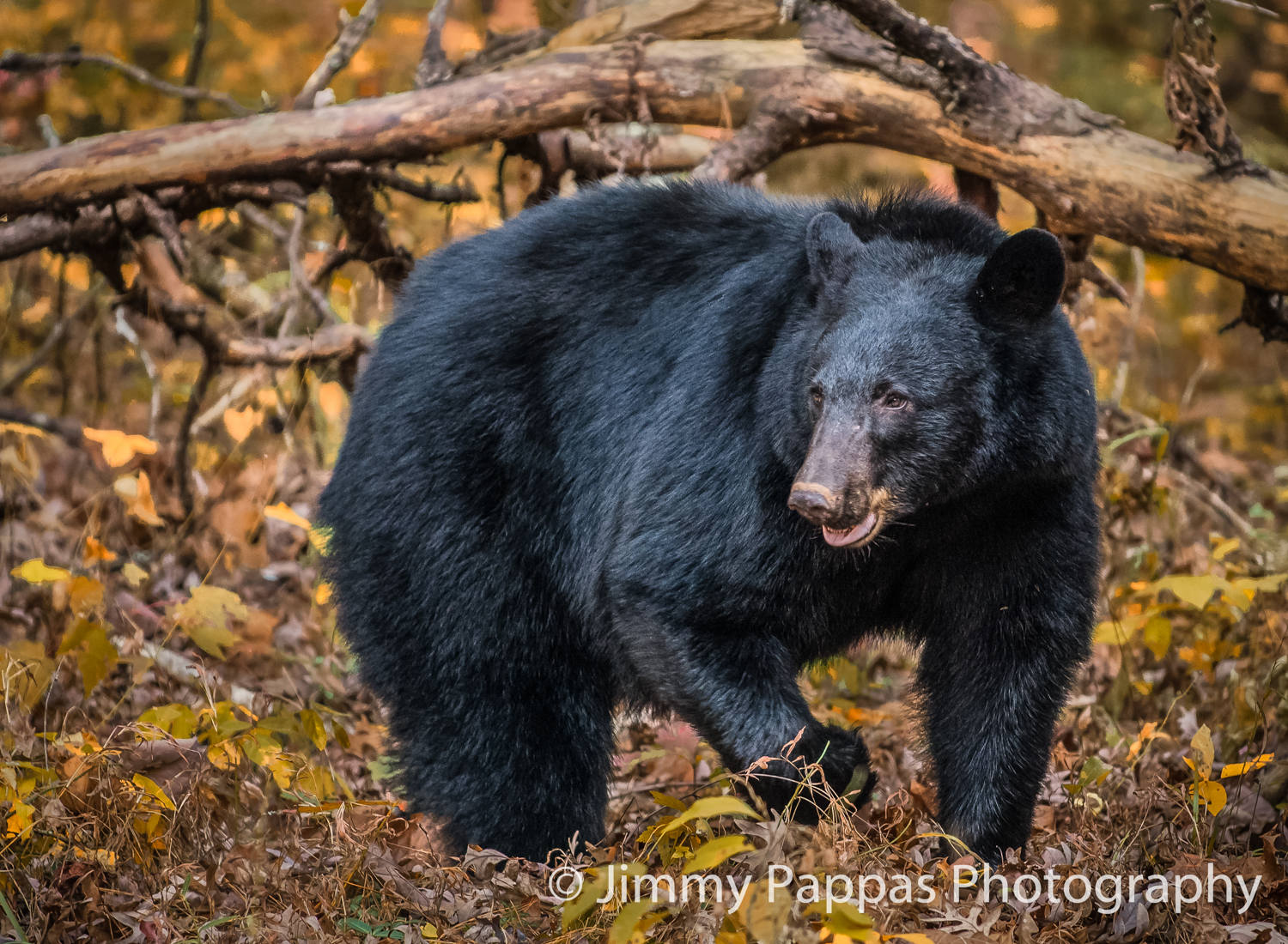 Roaring Black Bear