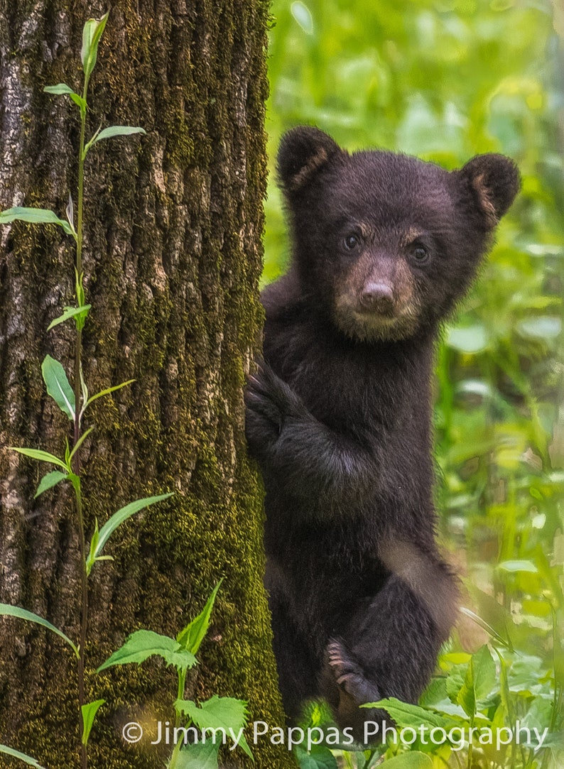 Cades Cove Black Bear Cub, Smoky Mountains, Fine Art Print, Jimmy ...