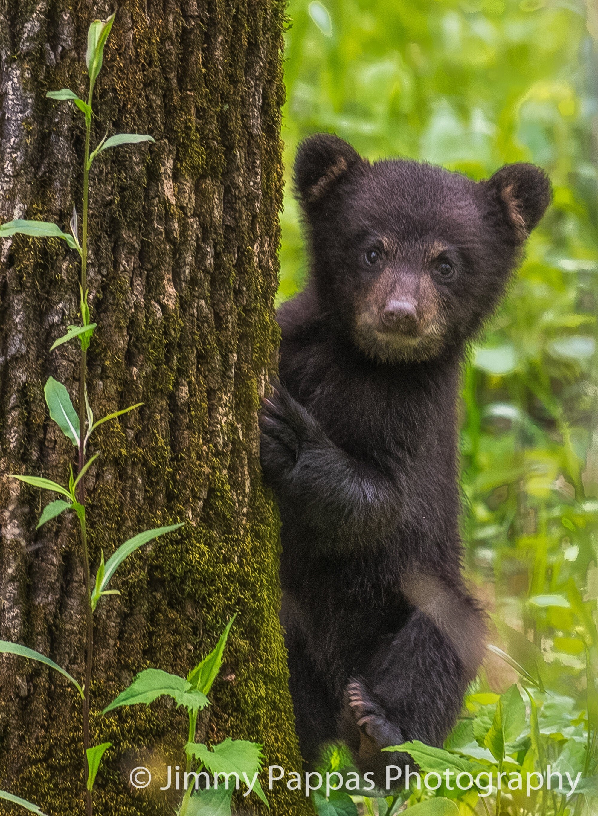 Cades Cove Black Bear Cub, Smoky Mountains, Fine Art Print, Jimmy ...