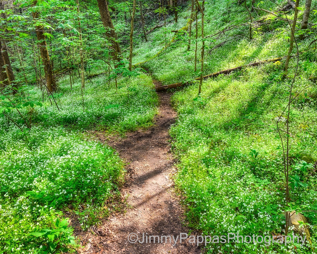 Porters Creek Trail Smoky Mountains, Fine Art Print, Jimmy Pappas ...
