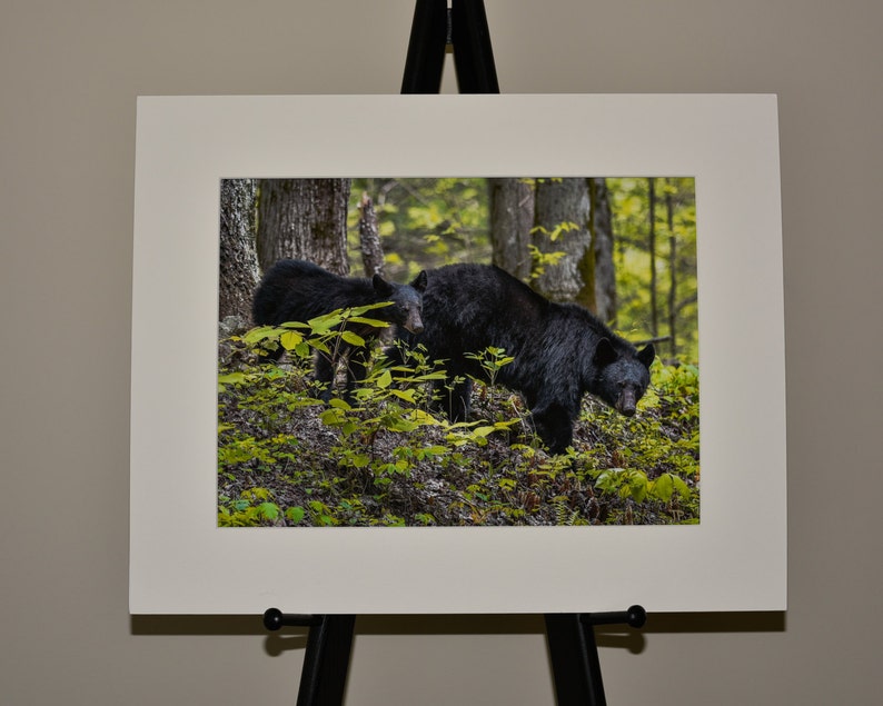 Black Bears Smoky Mountain, Fine Art Prints, Jimmy Pappas Photograph - Etsy