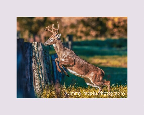 Pictures Whitetail Deer Jumping Over Objects