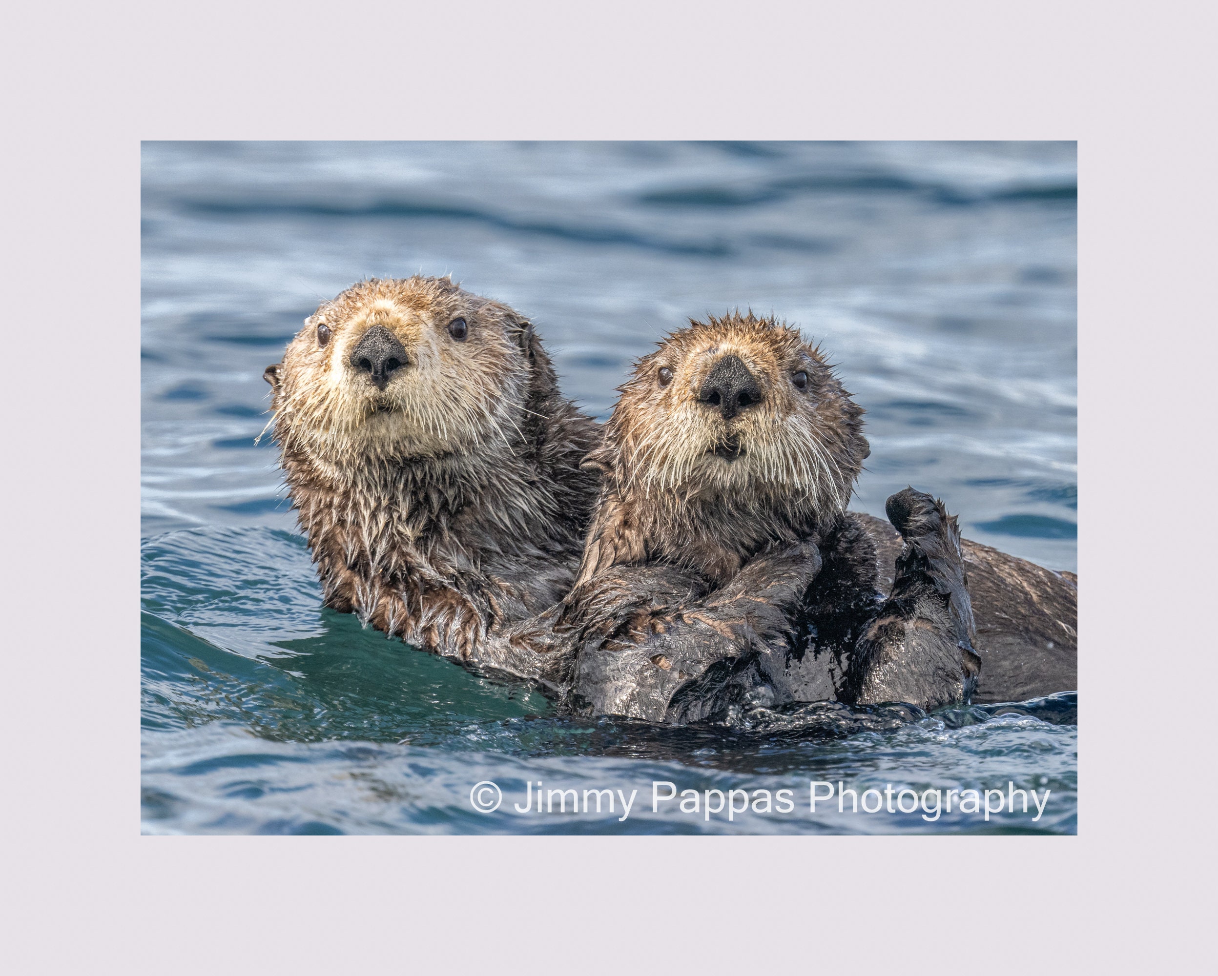 Kachemak Bay Otters, Homer Alaska, Fine Art Prints, Jimmy Pappas ...