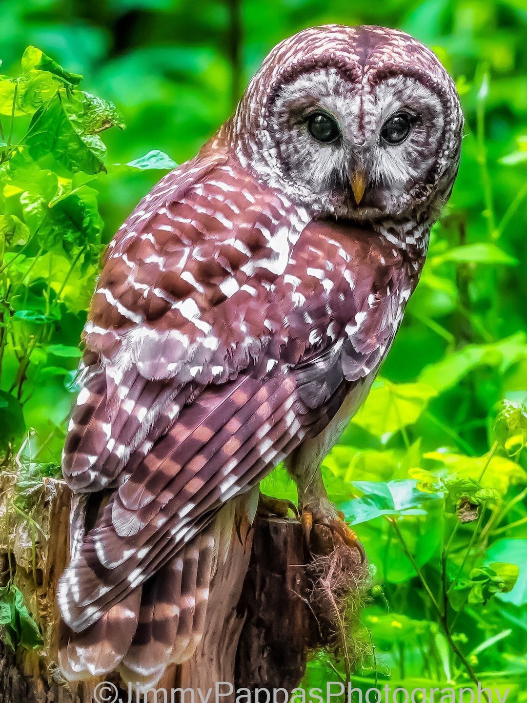 Cades Cove Owl, Smoky Mountains National Park, Fine Art Photography ...