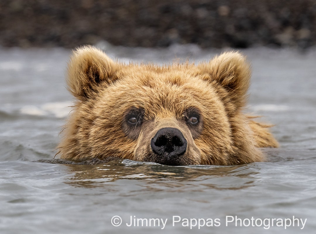 The Bear and the Sandbar, Alaska,fine Art Print, Jimmy Pappas ...