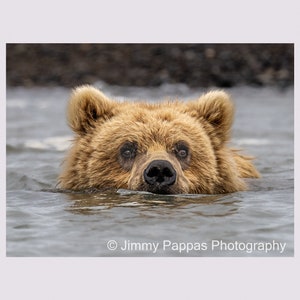 The Bear and the Sandbar, Alaska,fine Art Print, Jimmy Pappas ...