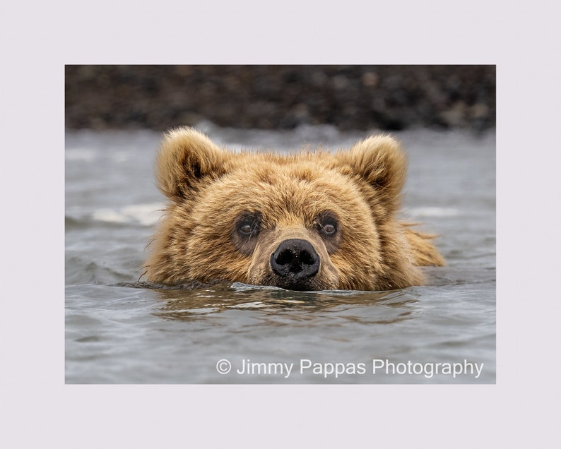 The Bear and the Sandbar, Alaska,fine Art Print, Jimmy Pappas ...