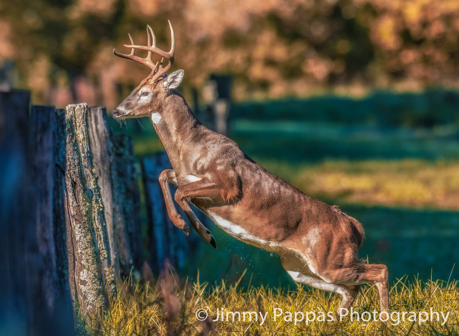 Deer Jumping Over Fence