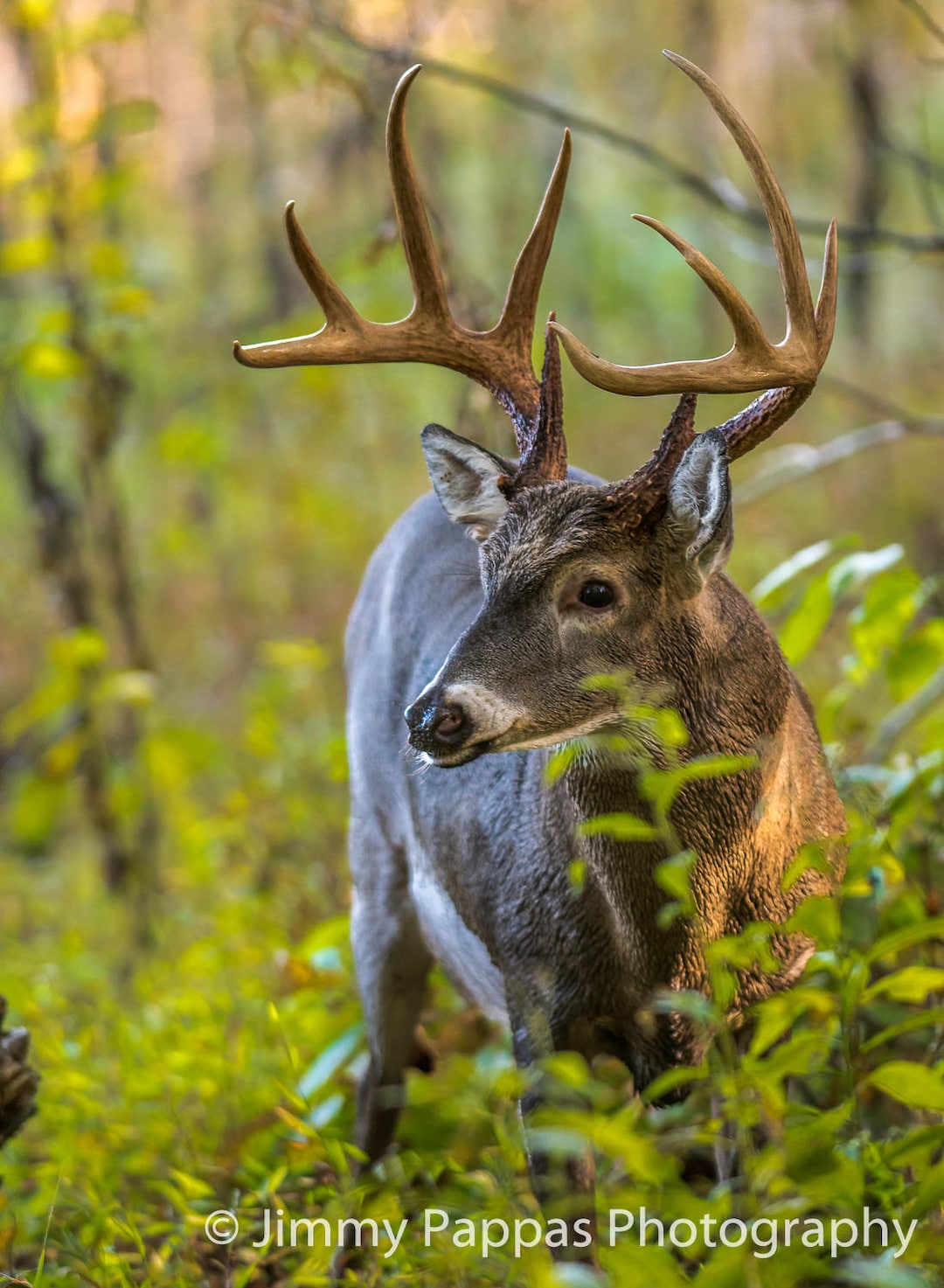 Buck in Cades Cove, Fine Art Print, Jimmy Pappas Photography, Smoky ...