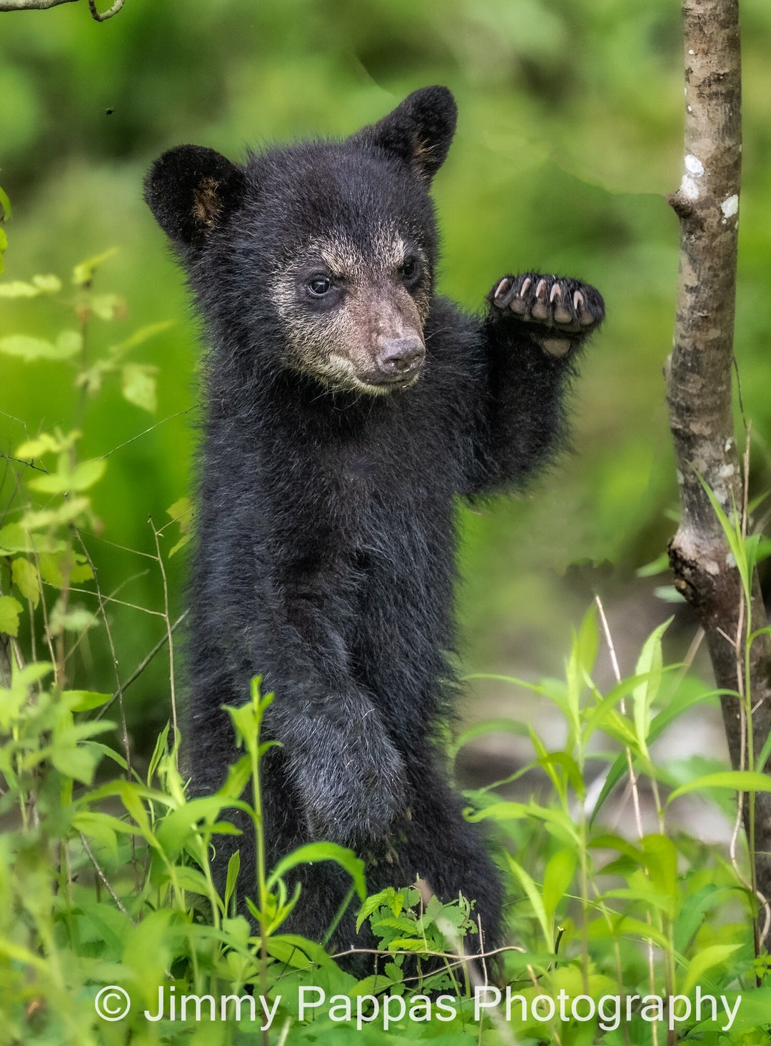 Cades Cove, Black Bear Cub, Smoky Mountains, Fine Art Print, Jimmy ...