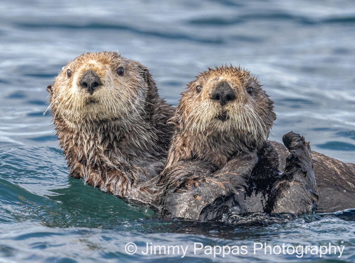 Kachemak Bay Otters, Homer Alaska, Fine Art Prints, Jimmy Pappas ...