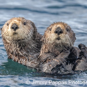 Kachemak Bay Otters, Homer Alaska, Fine Art Prints, Jimmy Pappas ...