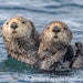 Kachemak Bay Otters, Homer Alaska, Fine Art Prints, Jimmy Pappas ...