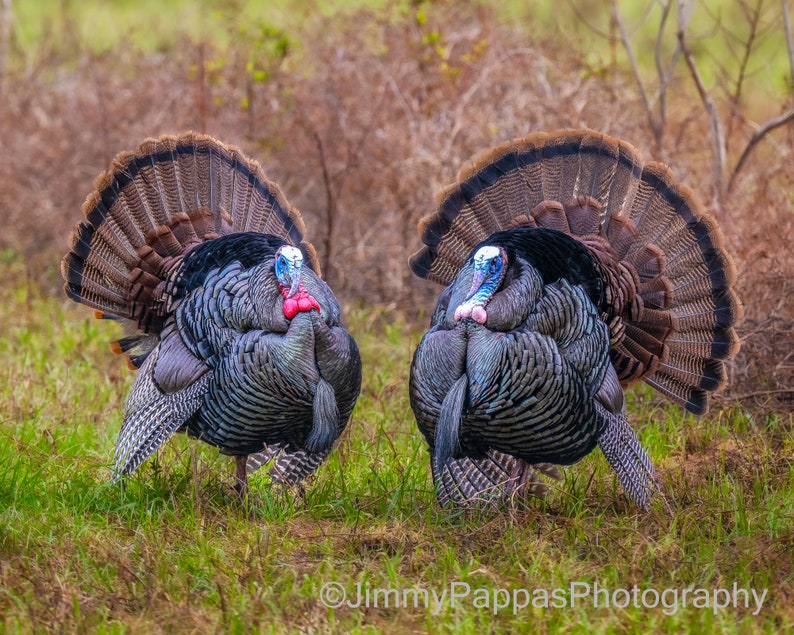 Turkeys in Cades Cove, Smoky Mountains, Fine Art Print Jimmy Pappas ...
