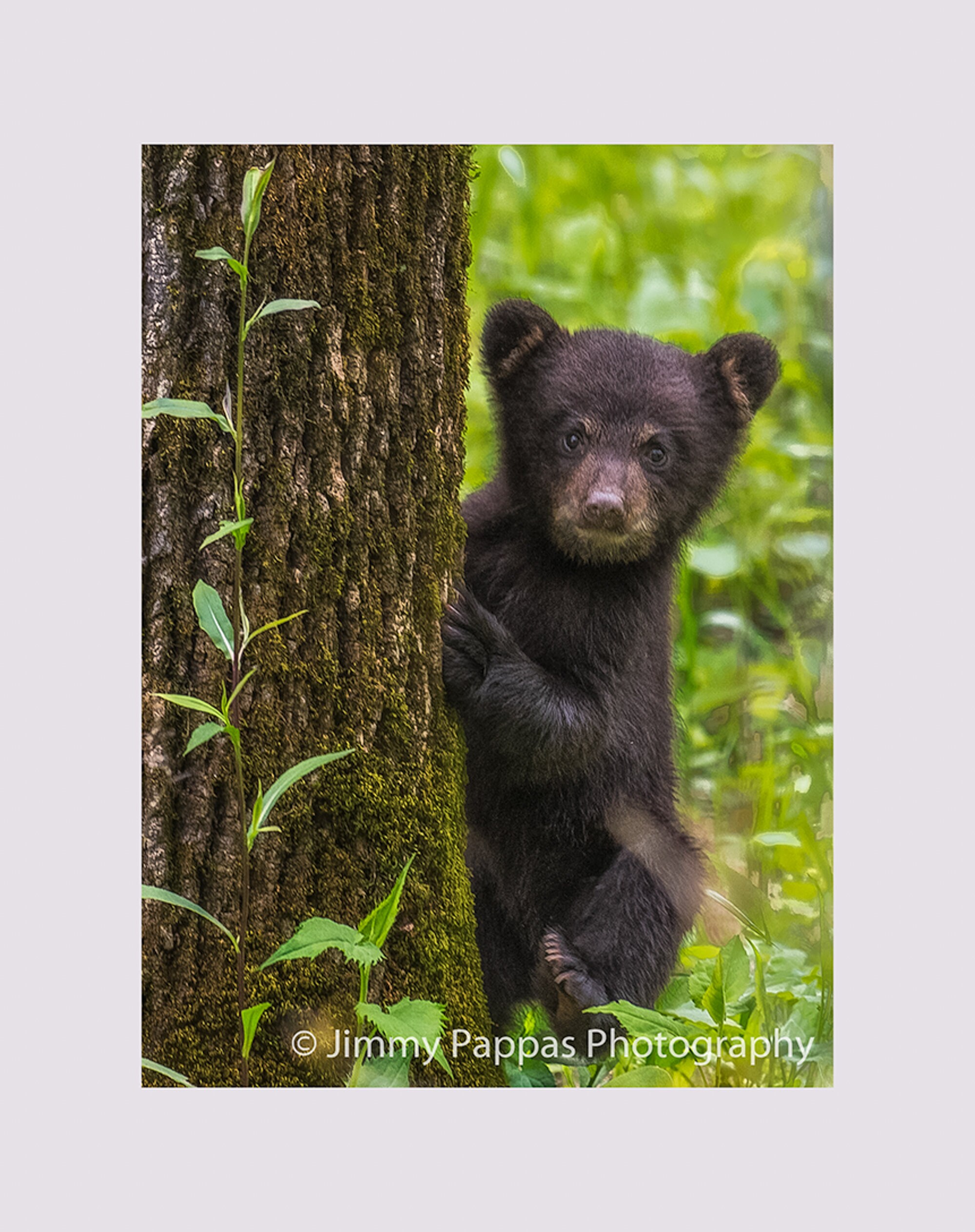 Cades Cove Black Bear Cub, Smoky Mountains, Fine Art Print, Jimmy ...