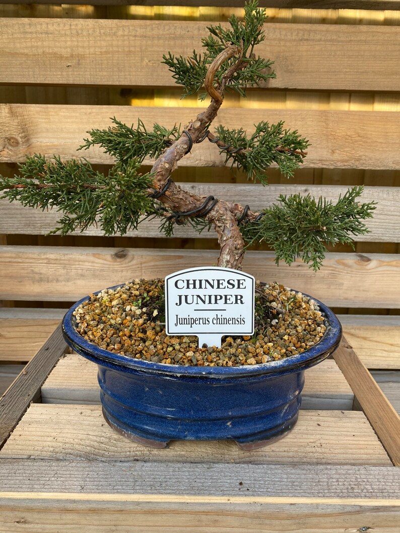 Bonsai Tree Sign | Do Not Touch the Bonsai Trees | Novelty Bonsai Sign ...