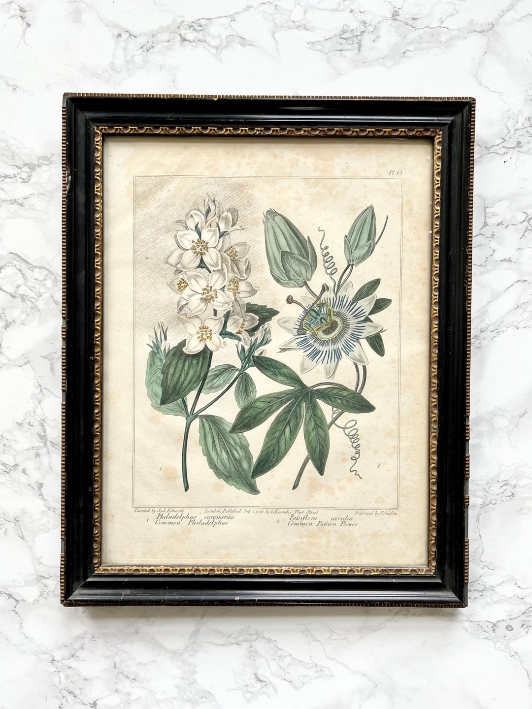 Antique 1800 Victorian Botanical Print Hand Colored Antique Ebonised ...