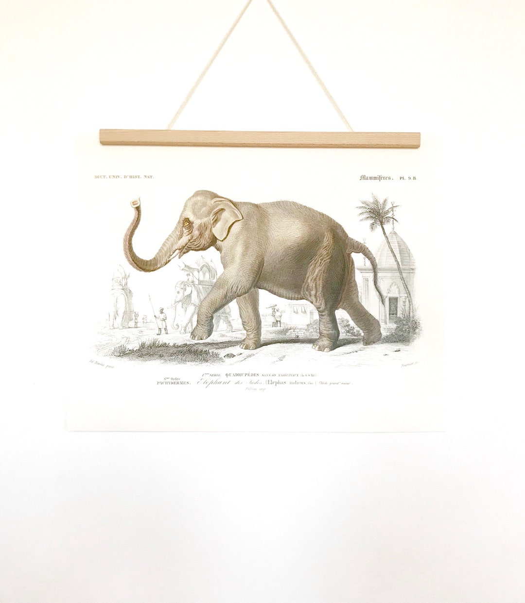 Color Poster Depicting the Asian Elephant - Etsy