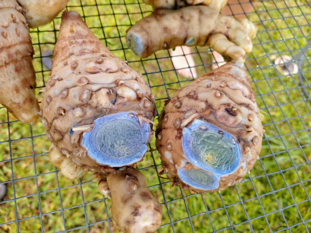 BLACK TURMERIC ROOT (kali Haldi, Curcuma Caesia) for Consumption - Etsy