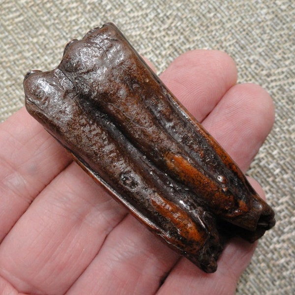 Fossil Horse Tooth - Etsy