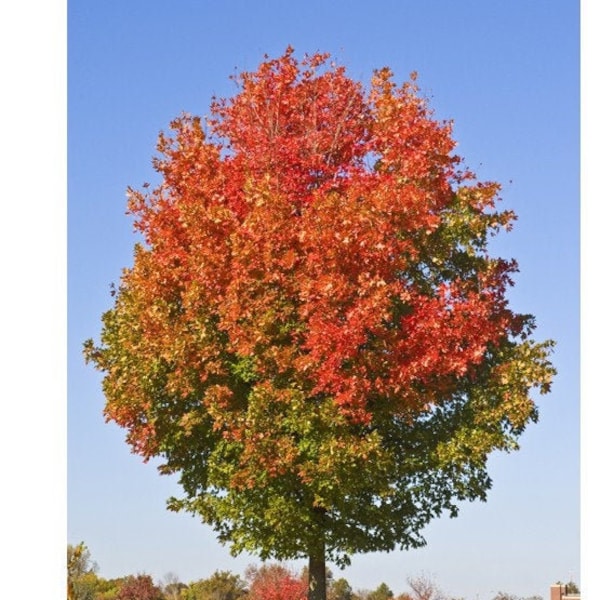 October Glory Maple Tree - Etsy