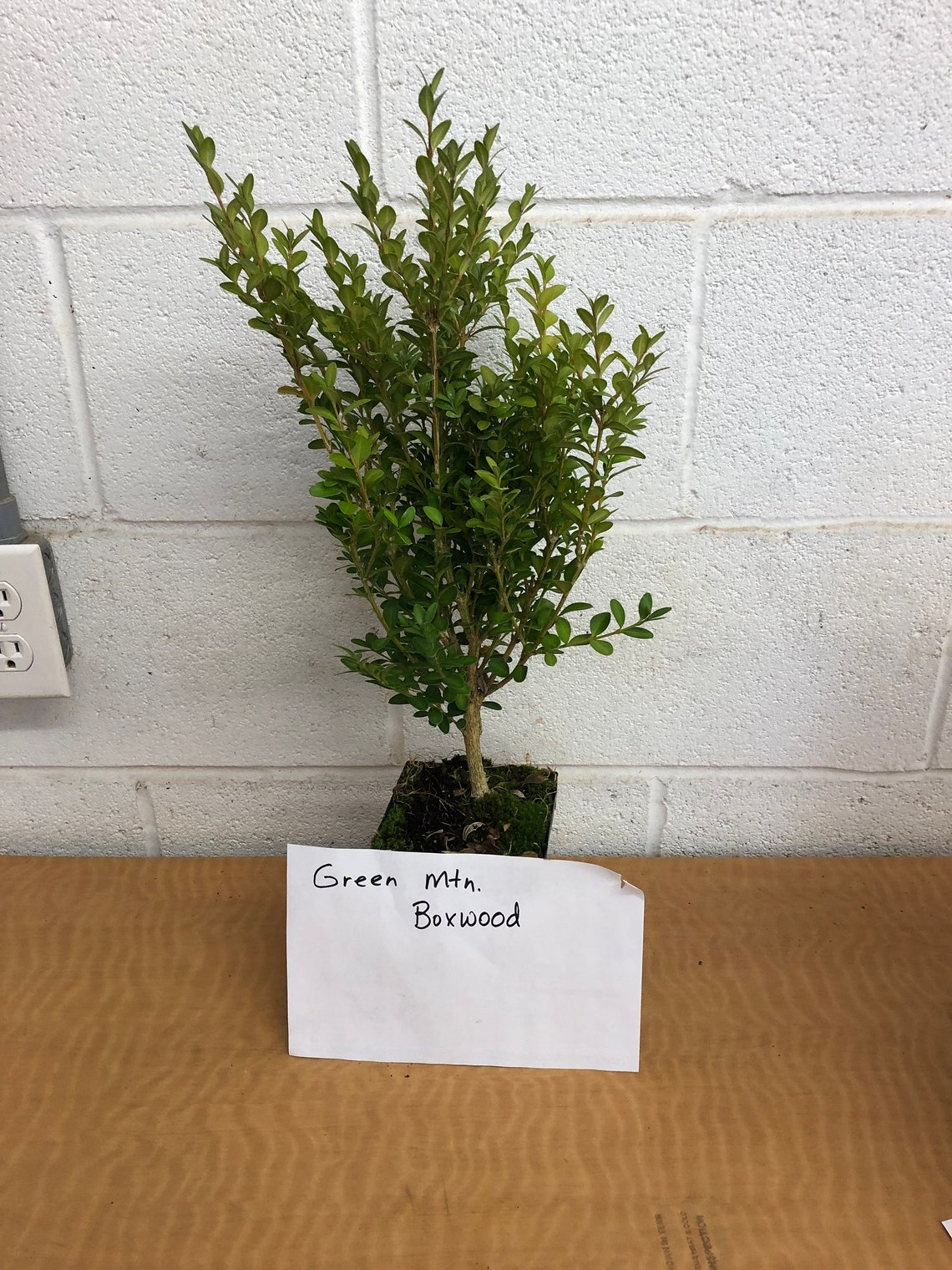 Green Mountain Boxwood Qt. Pot - Etsy
