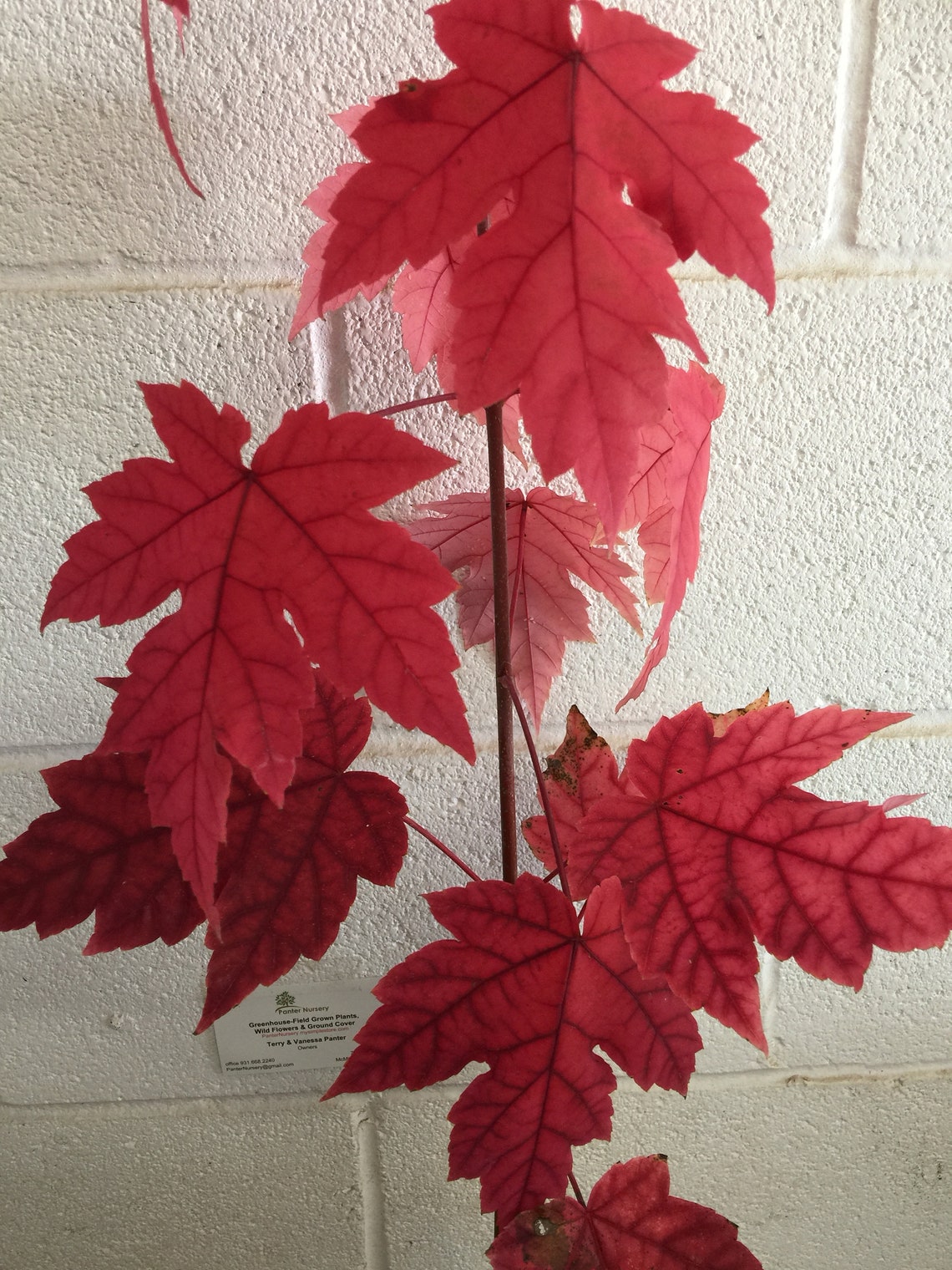 Autumn Blaze Maple quart pot | Etsy