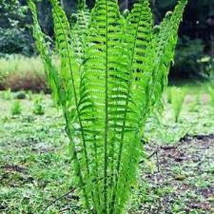 5 Tennessee Ostrich-glade Fern Rhizome Bare Root - Etsy